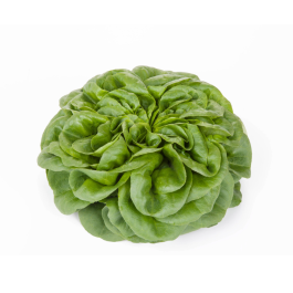 Salanova®-salaatti Hawking | Viljelijän Berner